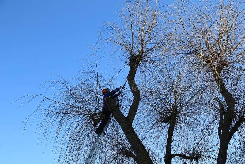 Arborist Working on Tree Trimming, Thinning and Pruning in Overgrown ...
