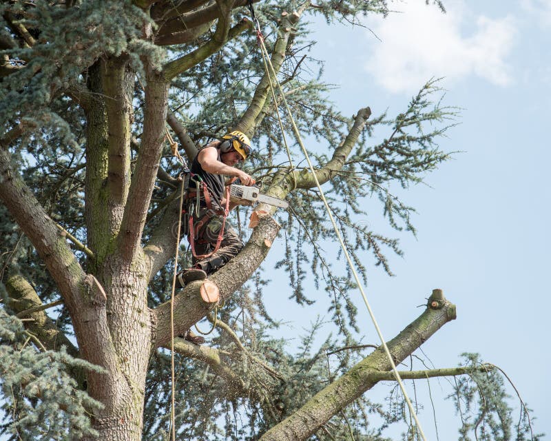 Arborist working up a tree stock image. Image of helmet - 125346809