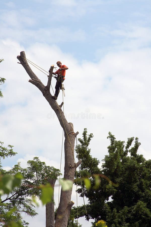 Arborista imagen de archivo. Imagen de funcionamiento - 5994699