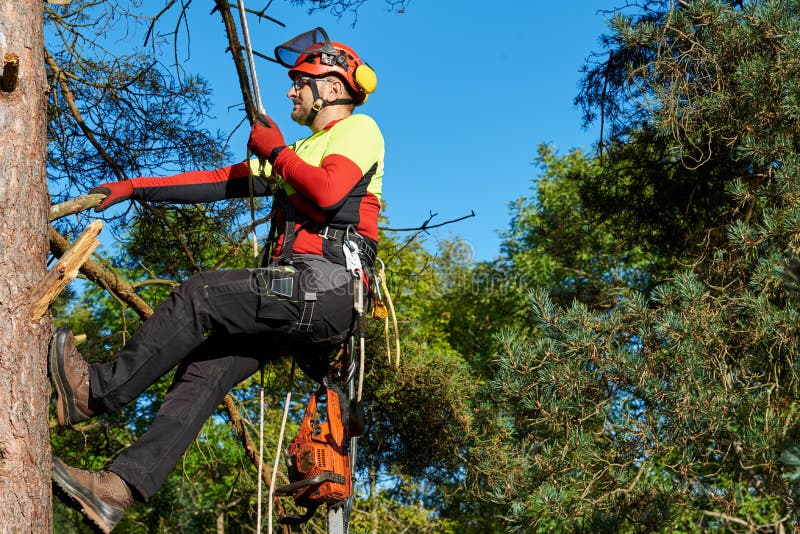 Arborista en el trabajo imagen de archivo. Imagen de cuerda - 100362879