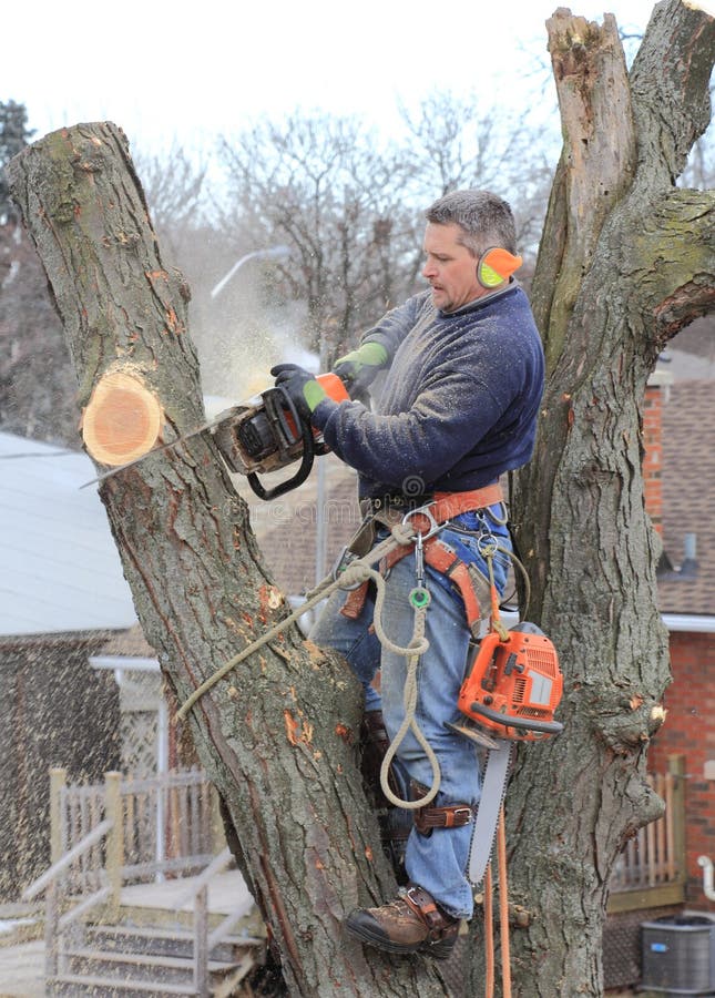 Arborista en el trabajo imagen de archivo. Imagen de yarda - 49191615