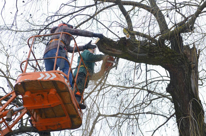 Arborists Cut Branches of a Tree with Chainsaw Using Truck-mounted Lift ...