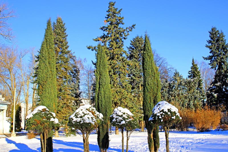 Arborvitae and Cypress Trees in Winter Stock Photo - Image of ...