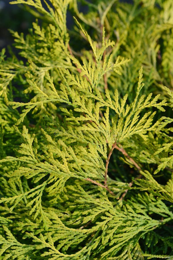 Arborvitae Golden Globe stock image. Image of plant - 129513101