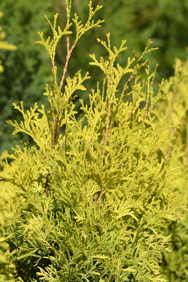 Arborvitae Jantar stock image. Image of branches, amber - 343046357