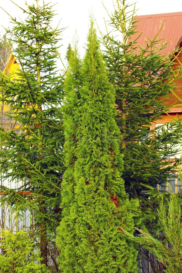 Arborvitae and Spruce Trees Stock Photo - Image of russia, high: 37282406