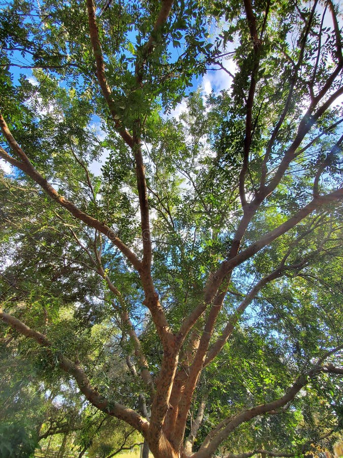 8,886,548 Arbre Photos libres de droits et gratuites de Dreamstime