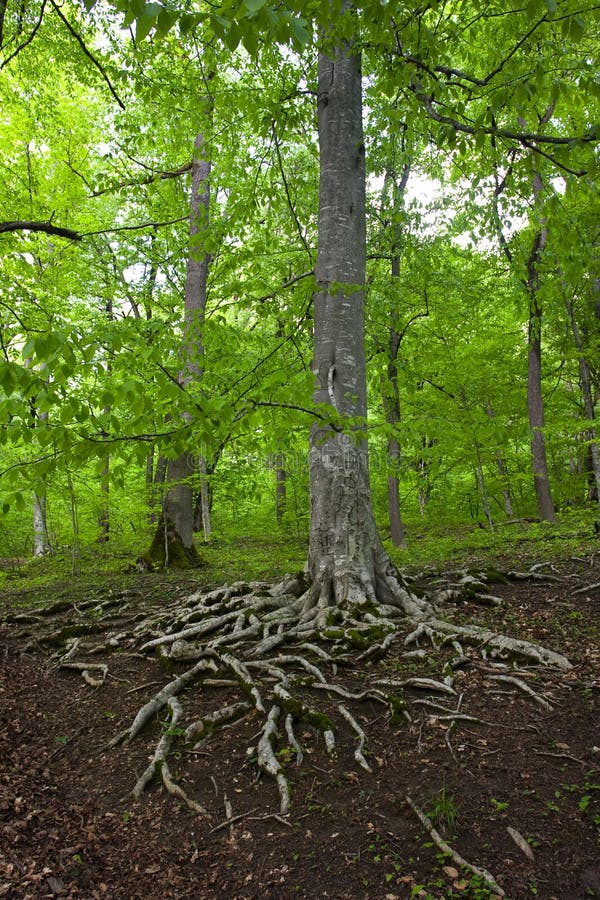 Arbre tropical photo stock. Image du lumière, arbres, botanique - 9323744