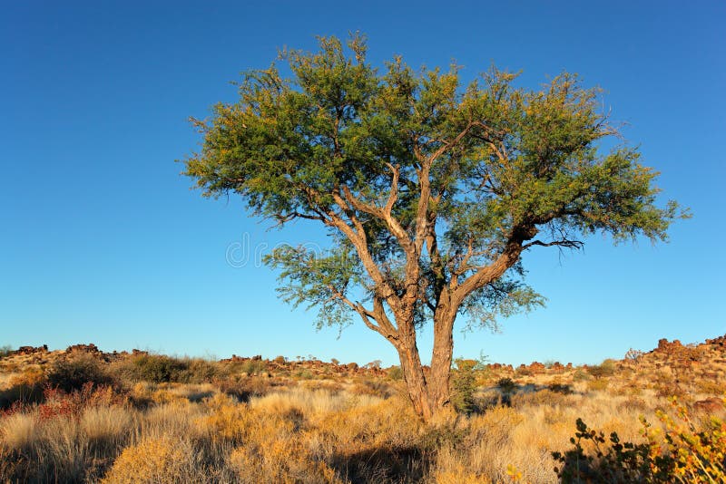 Arbre africain d'acacia photo stock. Image du vert, abondant - 29840492