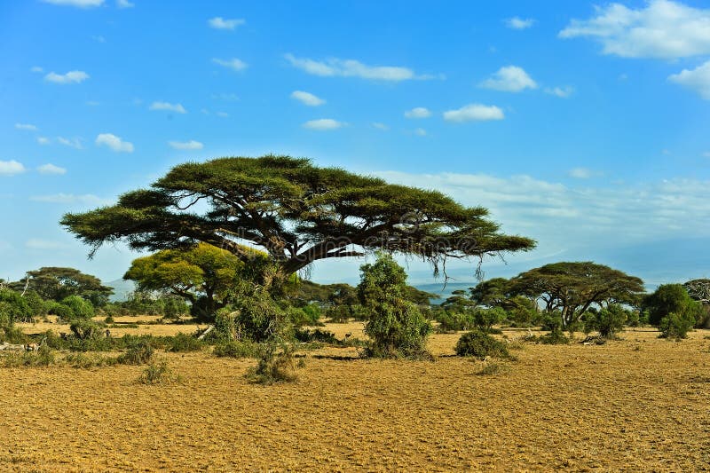 Arbres Africains D'acacia Dans Le Buisson De La Savane Photo stock ...