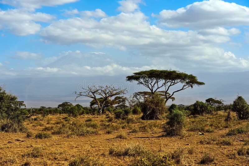 L'arbre Dans La Savane Africaine Photo stock - Image du horizontal ...