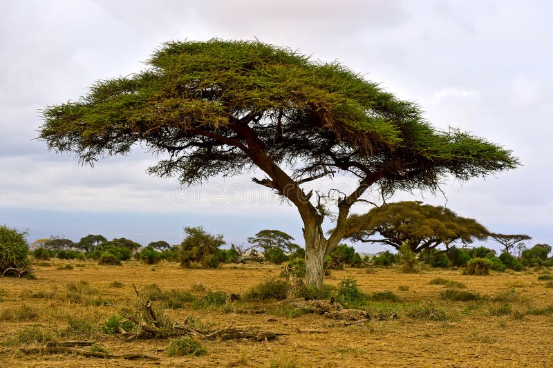 L'arbre Dans La Savane Africaine Photo stock - Image du horizontal ...