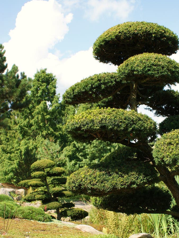 Arbre asiatique image stock. Image of ciel, centrales - 11797665