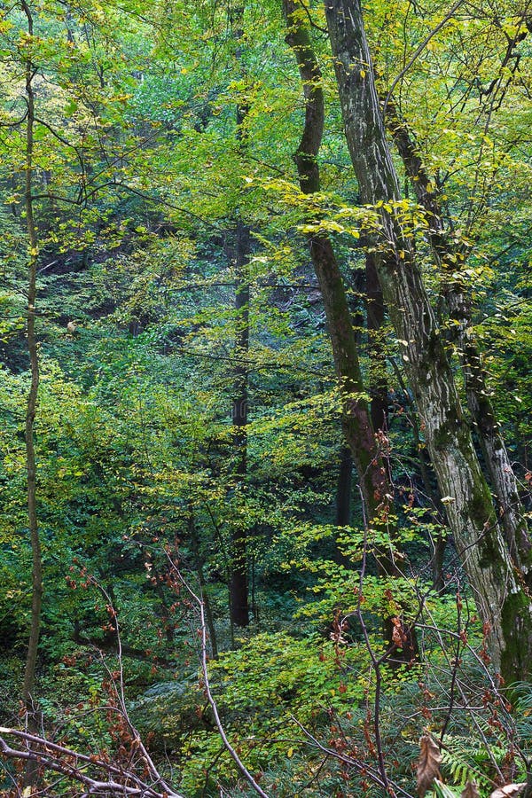 Arbre au bord d'un ravin image stock. Image du végétation - 86299643