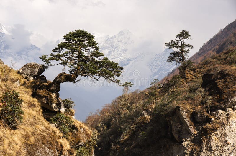 Arbre au-dessus de ravin image stock. Image du montagnes - 41518319
