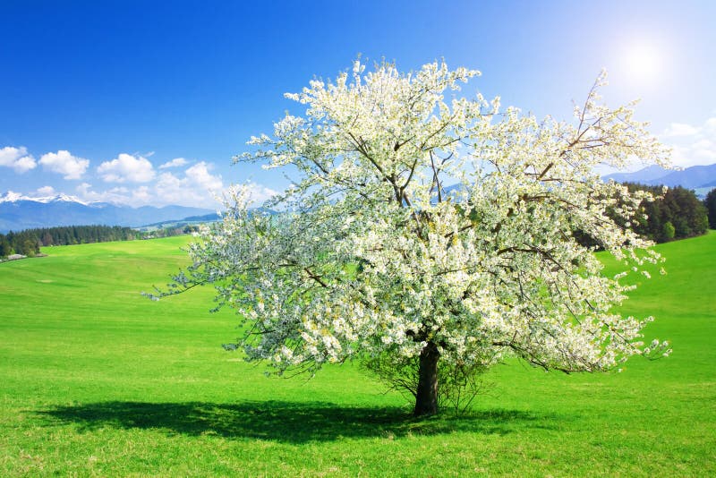 Arbre au printemps photo stock. Image du fleur, herbe - 18690188