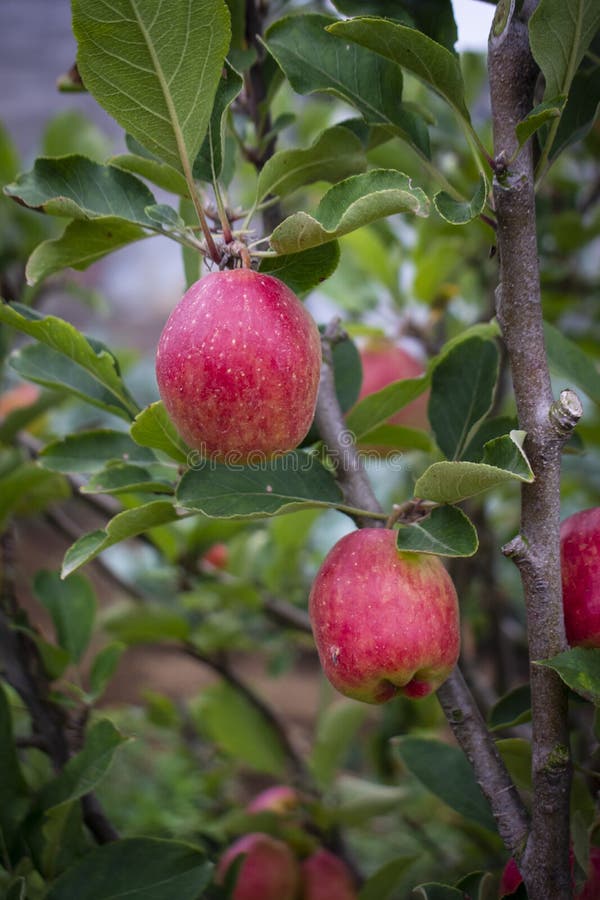 Arbre aux pommes rouges image stock. Image du nourriture - 241453119