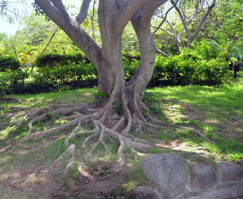 3,427 Arbre Avec Des Racines Photos libres de droits et gratuites de ...