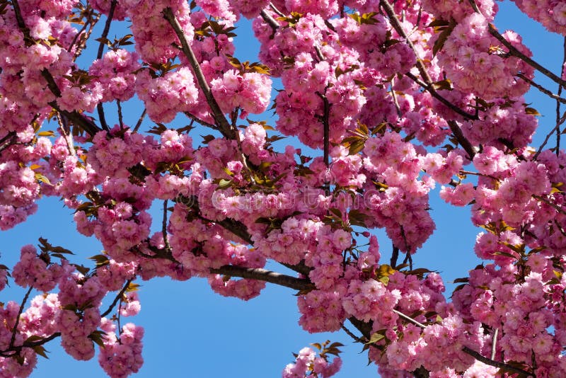 Arbre avec la fleur rose photo stock. Image du ressort - 114874250