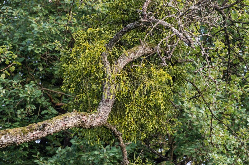 Arbre avec le gui - viscum photo stock. Image du parasite - 103707326