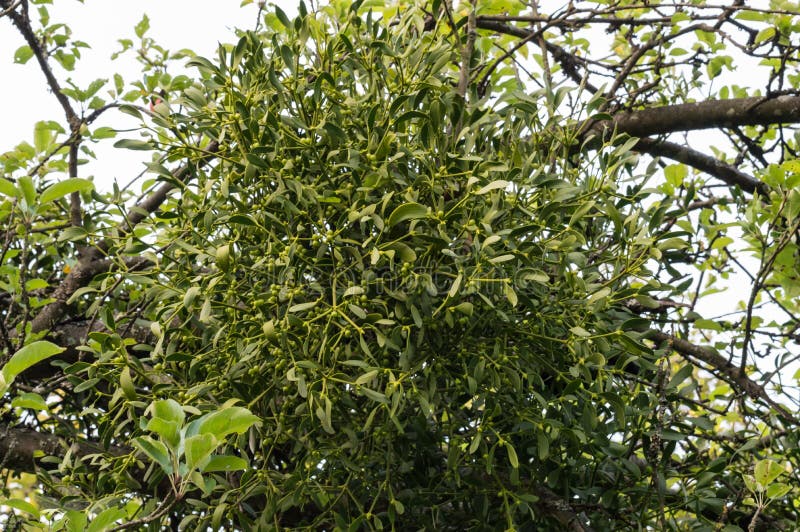 Arbre avec le gui - viscum image stock. Image du arbre - 103707527