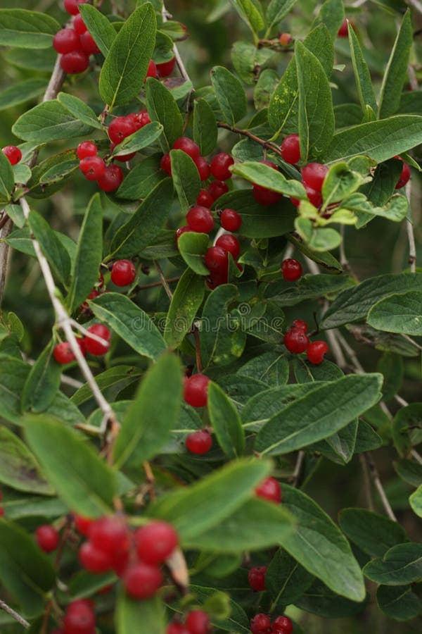 Arbre Avec Les Baies Rouges Dans Le Jardin Image stock - Image du bois ...