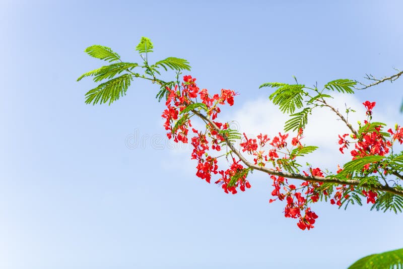 Arbre Avec Les Fleurs Rouges - Regia De Delonix Photo stock - Image du ...
