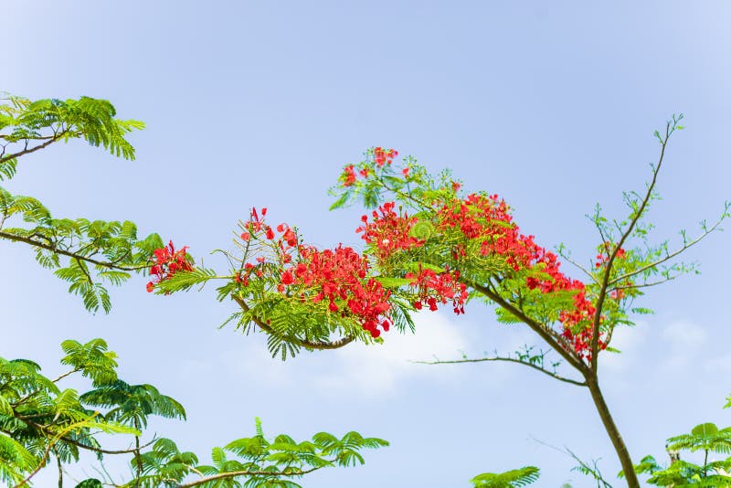 Arbre Avec Les Fleurs Rouges - Regia De Delonix Photo stock - Image du ...