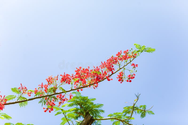 Arbre Avec Les Fleurs Rouges - Regia De Delonix Photo stock - Image du ...