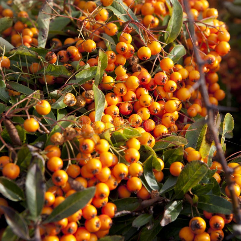 Arbre Avec Les Fruits Oranges Photo stock - Image of forêt, couleur ...