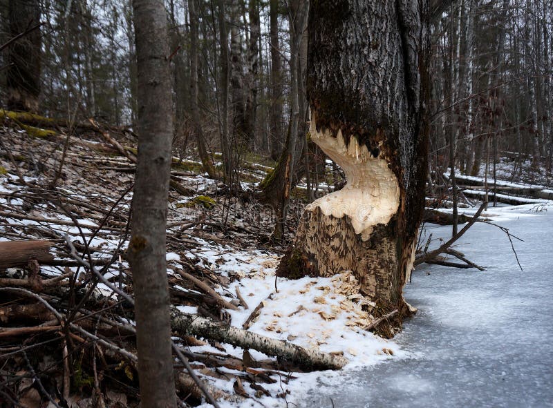 Arbre Avec Les Marques Des Dents De Castor Photo stock - Image du ...