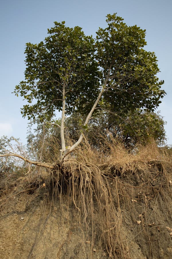 Arbre avec racines photo stock. Image du organique, ciel - 263991276