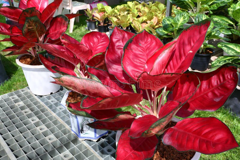 Arbre Chinois D'usine D'Aglaonema Image stock - Image du beau, couleur ...