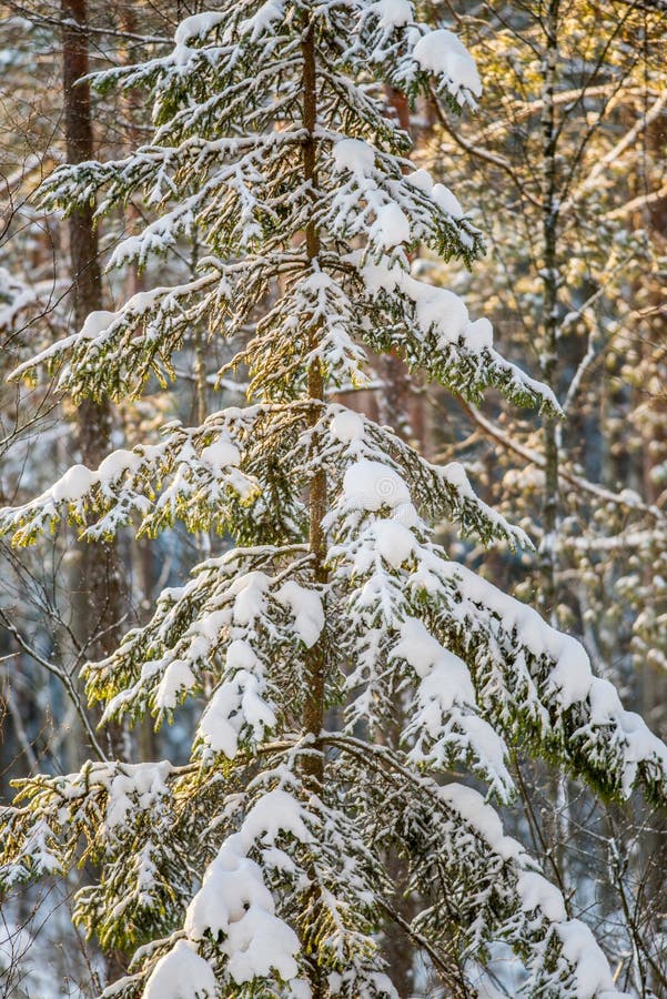 Arbre Couvert De Neige De Sapin Photo stock - Image du sapin, neigeux ...