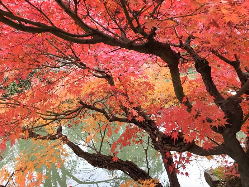 Arbre d'érable en automne image stock. Image du orange - 106828513