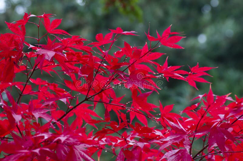 Arbre D'érable Japonais Rouge Photo stock - Image du automne, flore ...