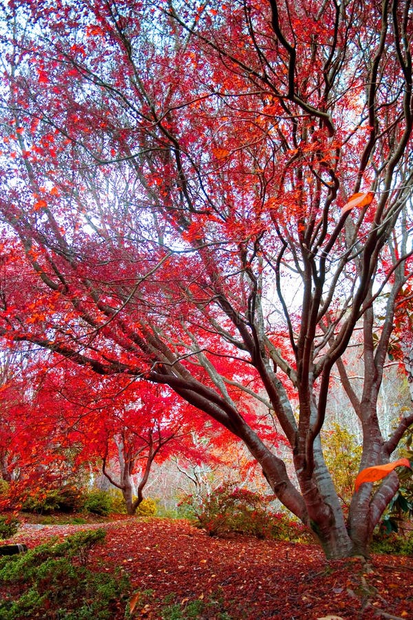 Érable japonais rouge photo stock. Image du jardin, graine - 34022222