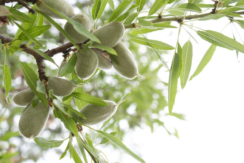 Arbre D'amande Dans La Fleur Image stock - Image du roman, sensible ...