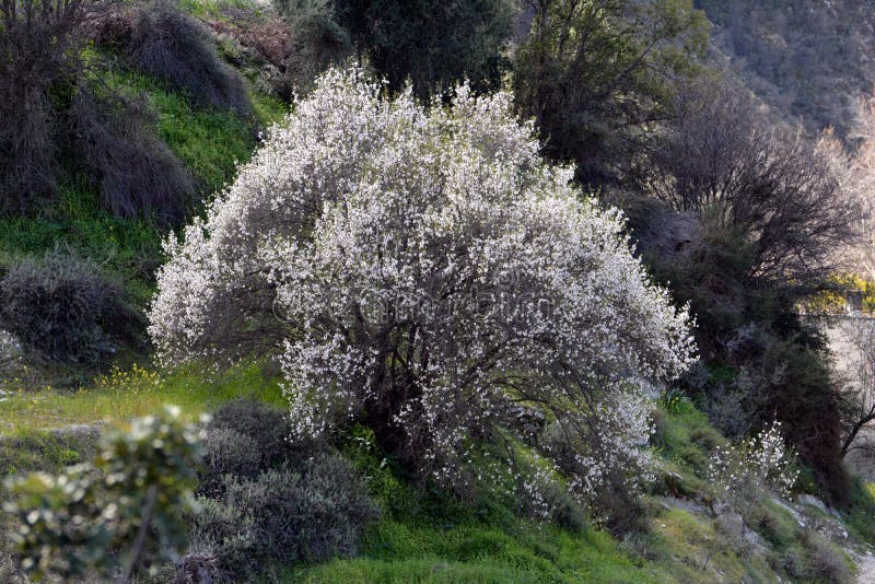 Arbre d'amande image stock. Image du blanc, arbres, décoré - 50855811