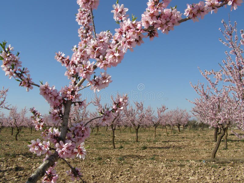 Culture d'arbre d'amande photo stock. Image du hiver - 61173112