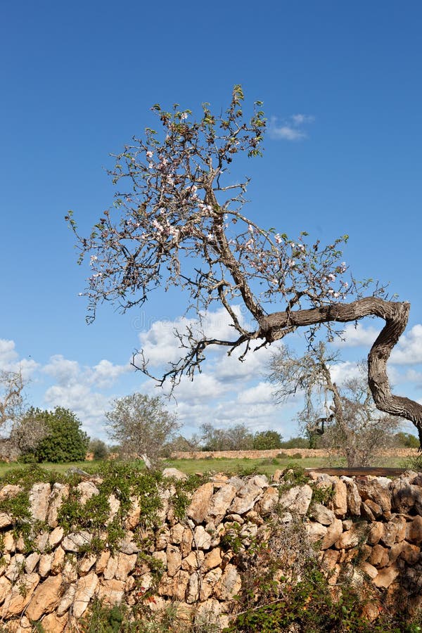 Arbre D'amandes En Majorque Photo stock - Image du fleuraison, pays ...