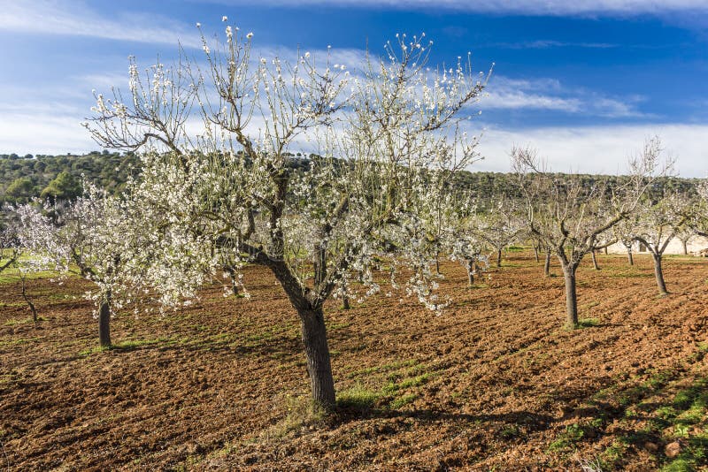 Arbre D'amande De Floraison Photo stock - Image du amande, floraison ...