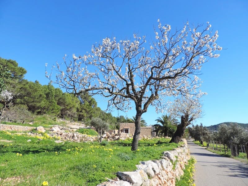 Arbre D'amande De Floraison Photo stock - Image du amande, floraison ...