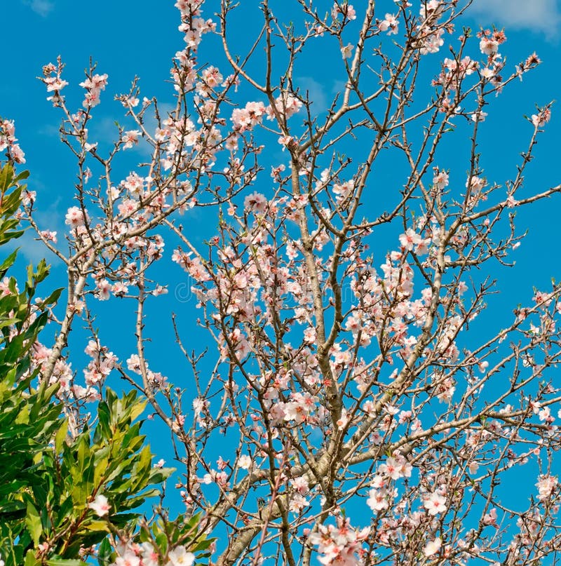 Arbre d'amande photo stock. Image du espèces, jardin - 30027734