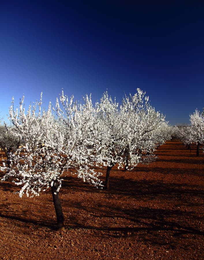 Arbre D'amandes En Majorque Photo stock - Image du ferme, normal: 3433112
