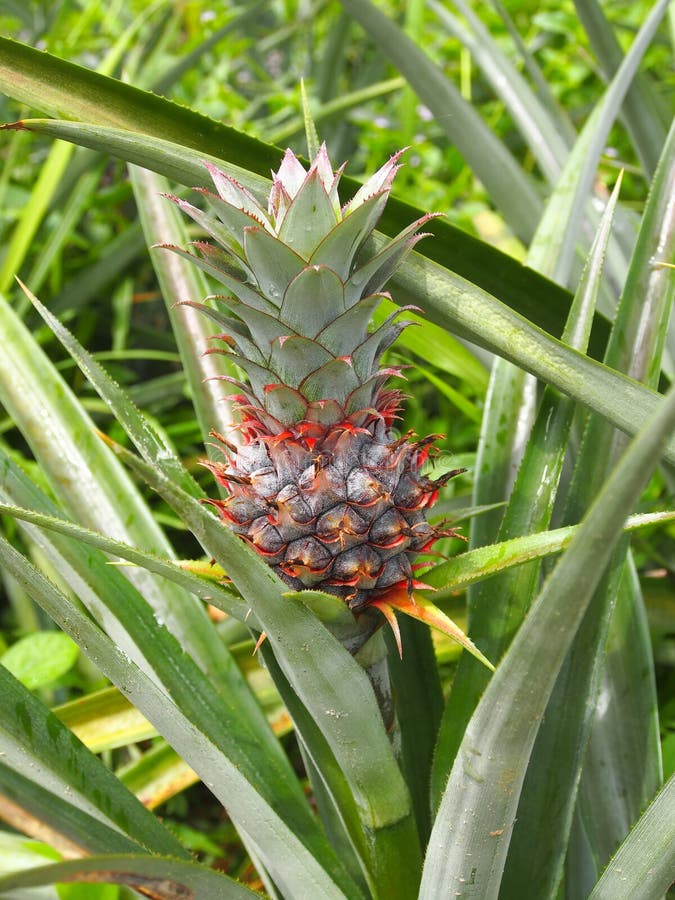 Arbre D'ananas En Thaïlande Image stock - Image du organique, botanique ...