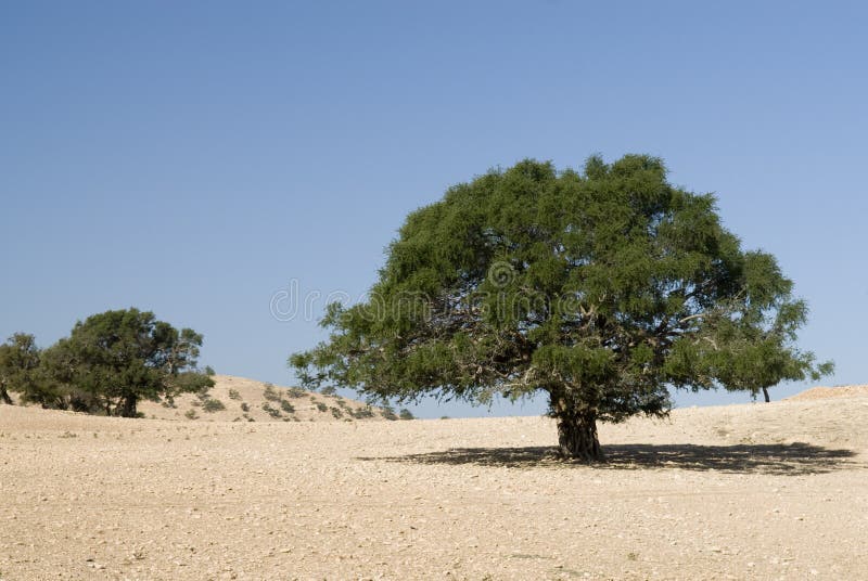 Arbre D'argan Dans Le Désert Image stock - Image du désert, vert: 11236211
