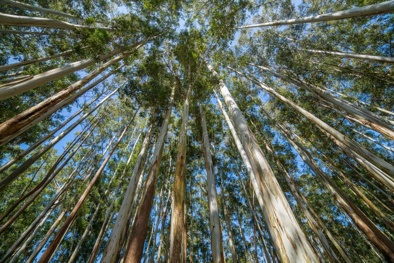 Forêt Australienne D'eucalyptus Photo stock - Image du grand ...