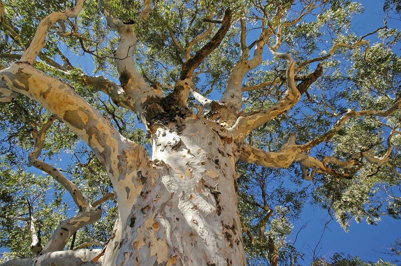 Arbre D'eucalyptus Dans L'Australie De Melbourne Image stock - Image du eucalyptus, grand: 40164409