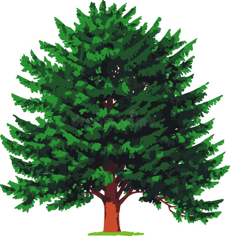 Arbre d'if. Vecteur illustration de vecteur. Illustration du bois ...